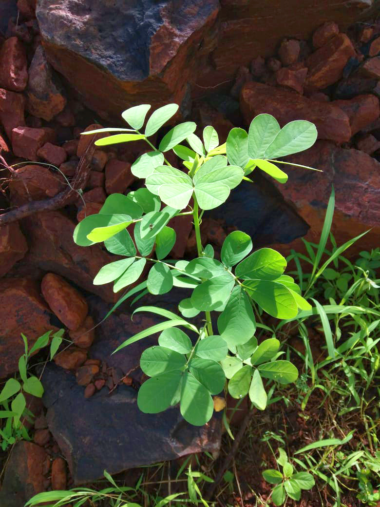 Cassis tora (Takla): The less known leafy vegetable – Also from Western ...