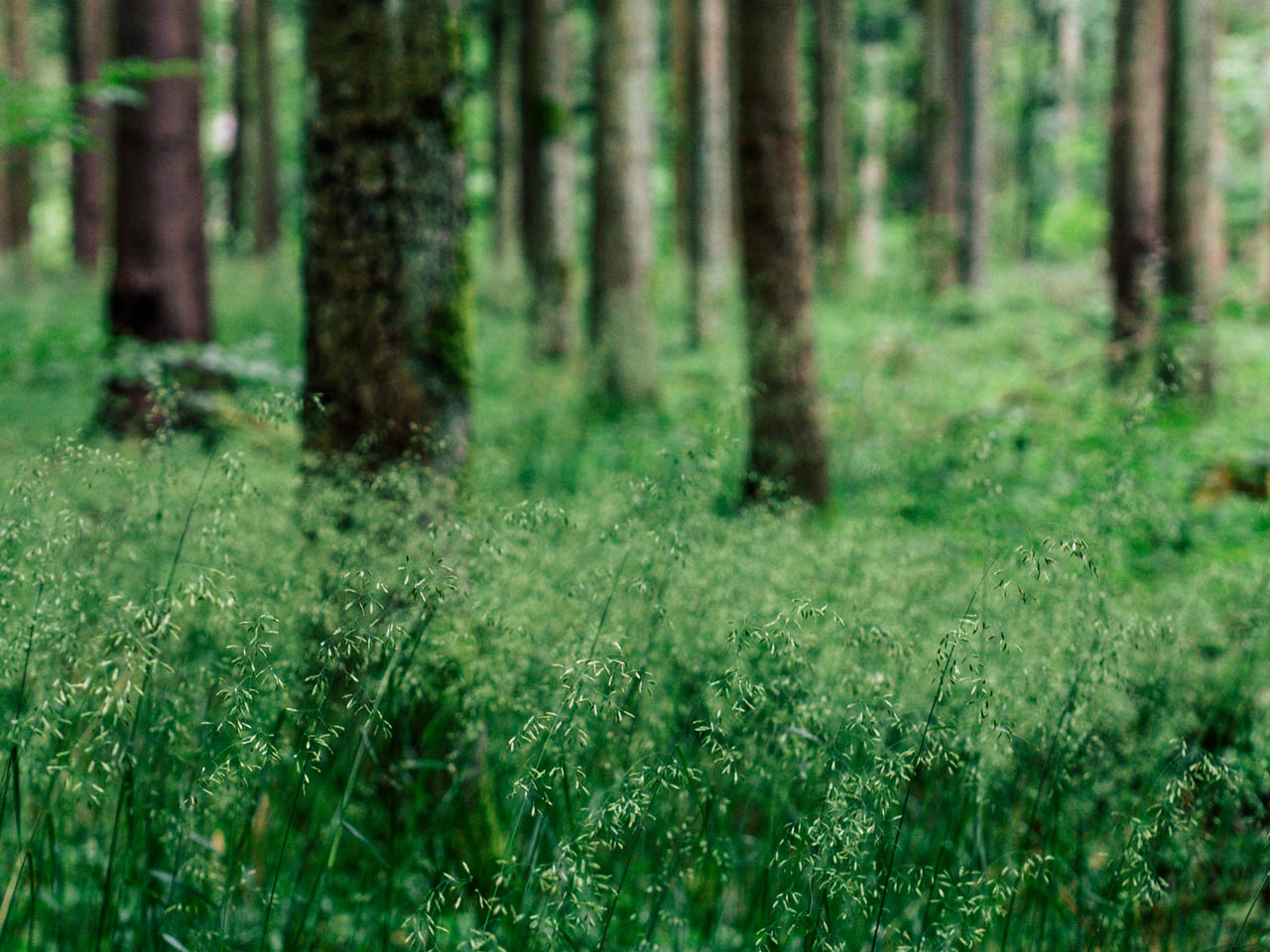 portrete si fotografii din mers