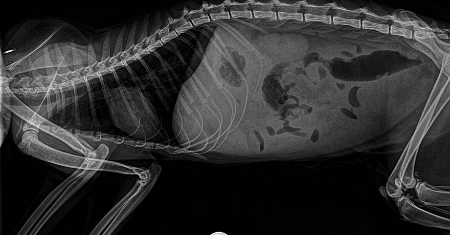 VeteriSilvia: Kitten with feline infectious peritonitis or FIP