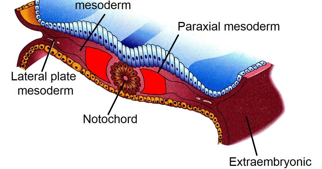 Medical Science Made Easy: (Mesoderm) Germ layer derivatives at a glance