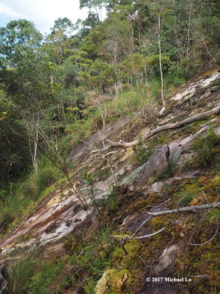 The rainforests of Borneo & Southeast Asia: Sandstone mountain of ...