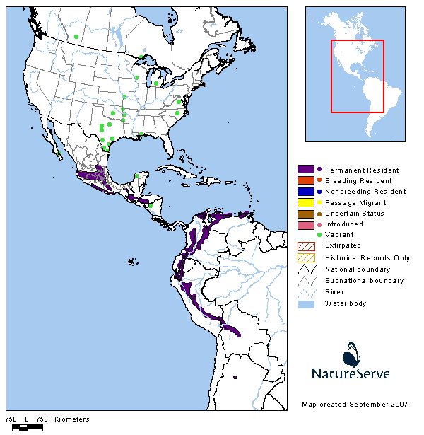 mis fotos de aves: Colibri thalassinus Colibrí Chico Green Violet-ear