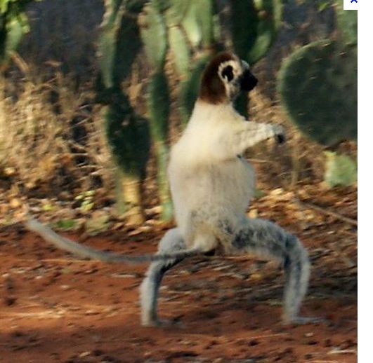 Off breed Dressage: I wanna be a lemur too! Getting a little Zen ;) And ...