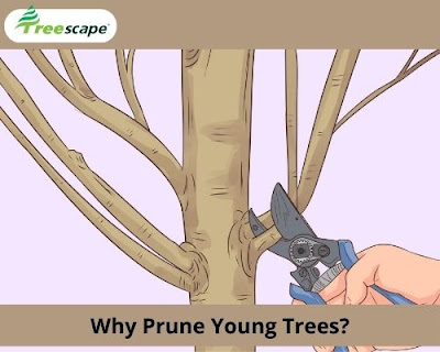 Why Prune Young Trees?