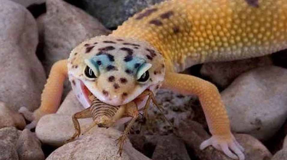 Hewan Tokek, Deskripsi, Ciri, Jenis, Manfaat, dan Bahaya Memeliharanya ...