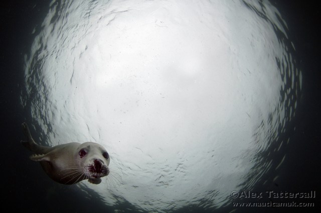 The Best Shark Dive in the World!: Great Whites and Snell's Window?