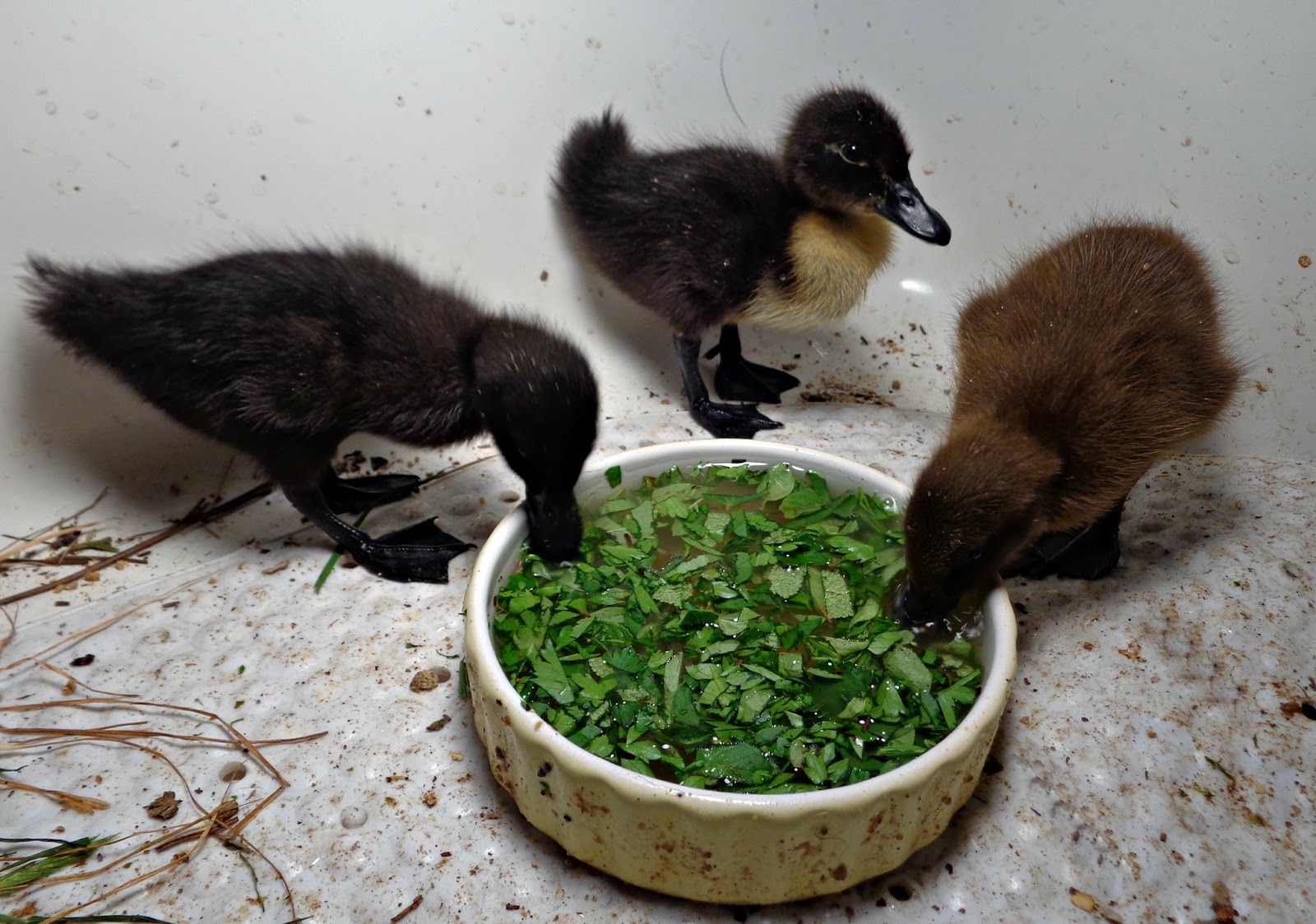 Seven Homemade Chick Brooders - Fresh Eggs Daily® with Lisa Steele