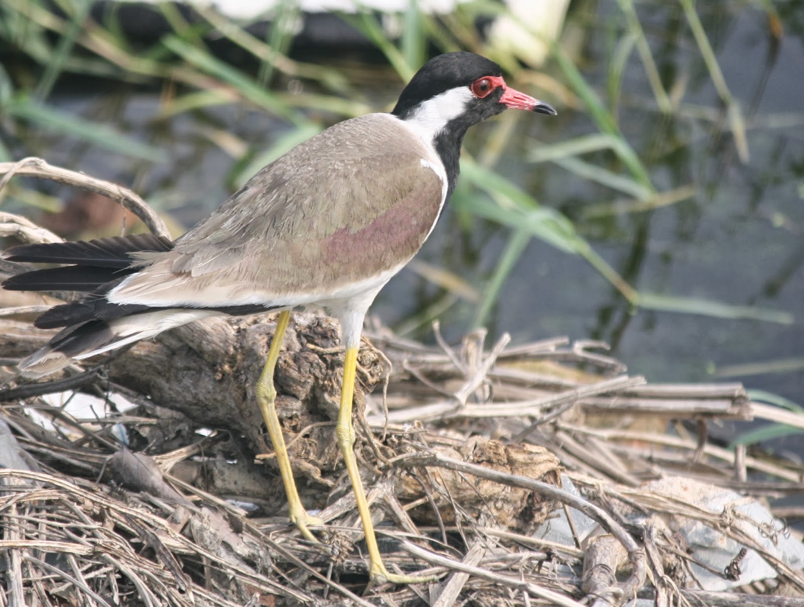 Birds in Delhi(India): Red Wattled Lapwig