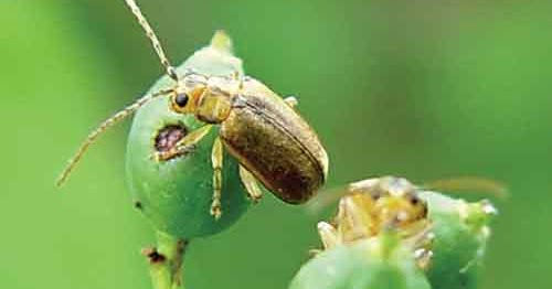 Pembasmi Hama Rayap Dan Tikus: Jenis Jenis Hama Yang Merugikan