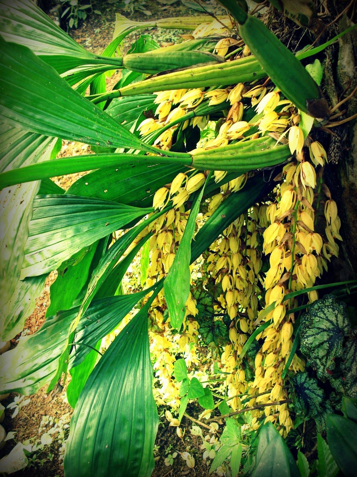 Keindahan Bunga Orkid Desa - Relaks Minda