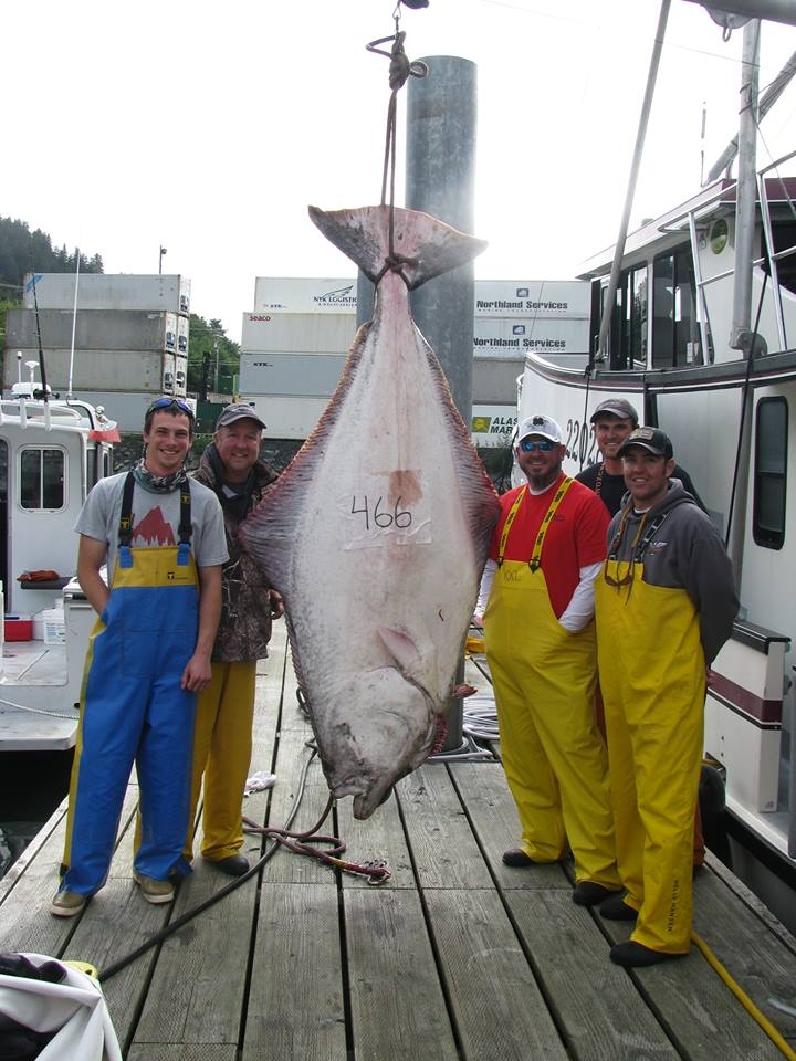 Halibut Alaska at Douglas Borba blog