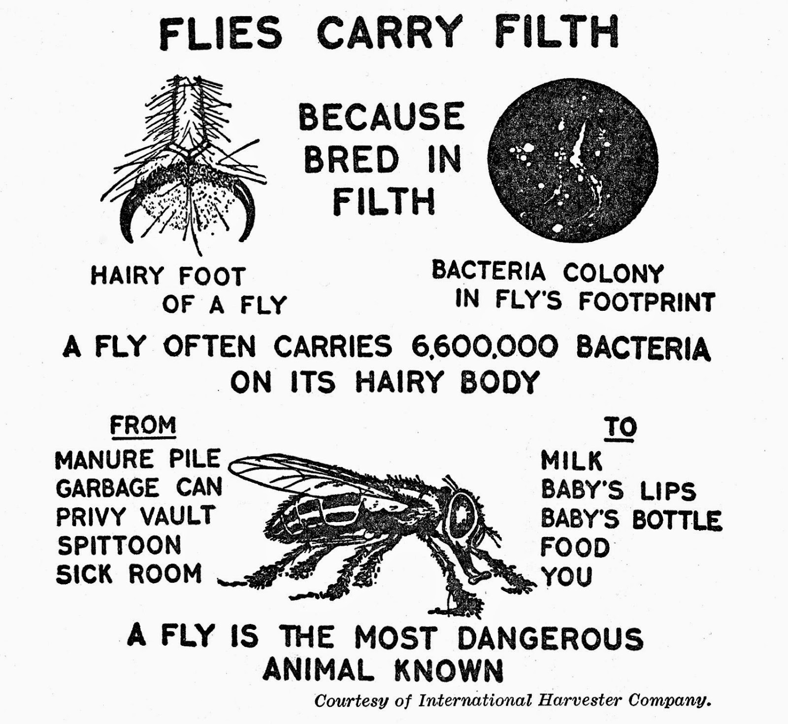 Progress is fine, but it's gone on for too long.: Flies carry filth