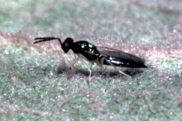 Variety of Life: Sympiesis