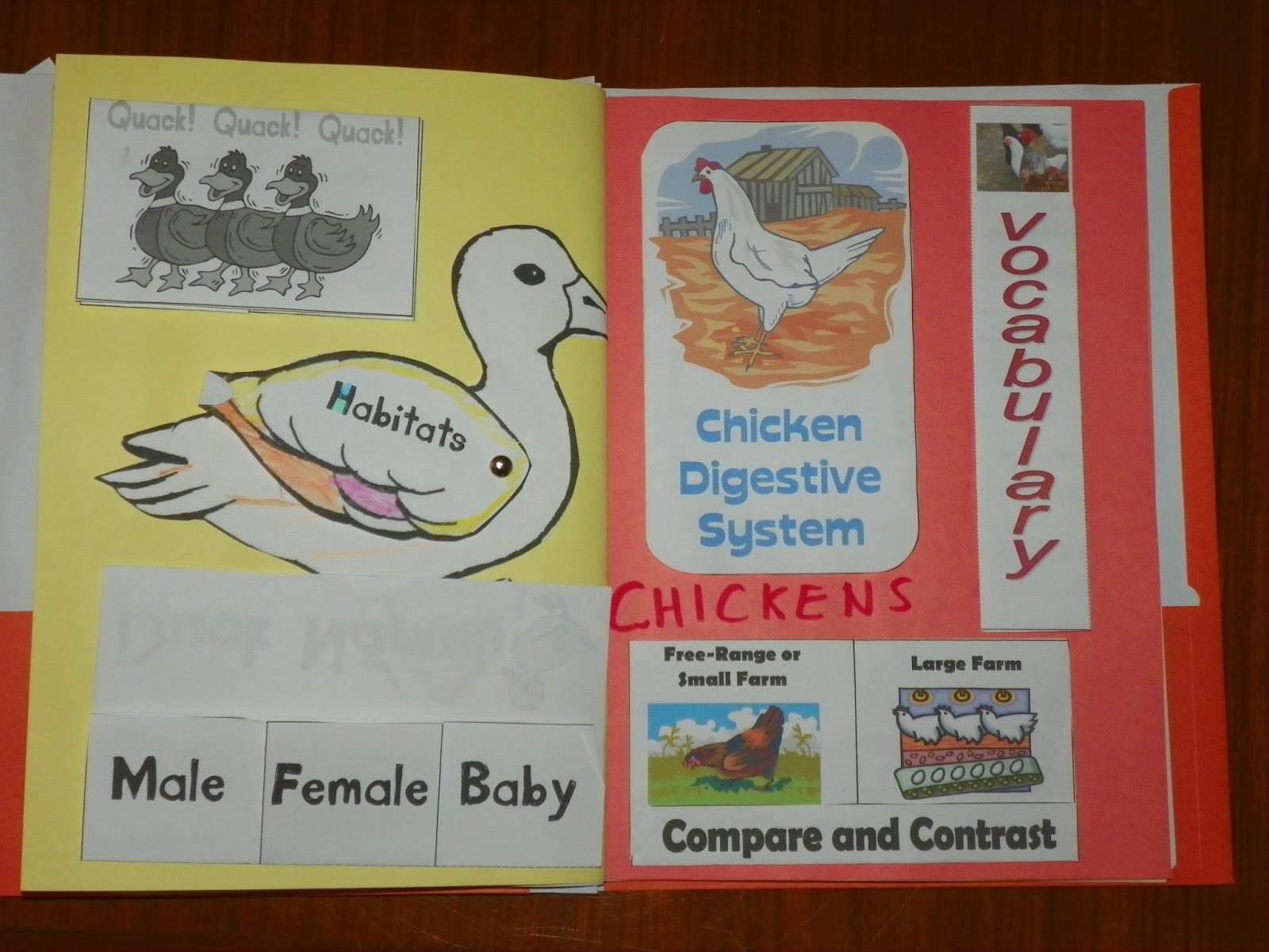 The Little Sewing Shop: Bird Lapbook and Unit Study (August-Sept 2014)