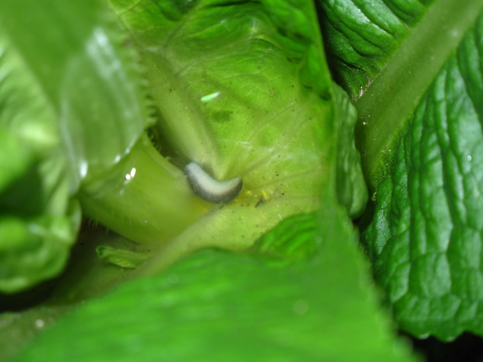 BugBlog: Dinner of the green bug muncher