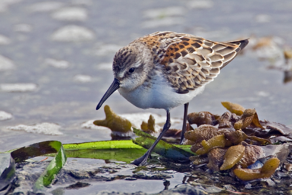 WESTERN SANDPIPER