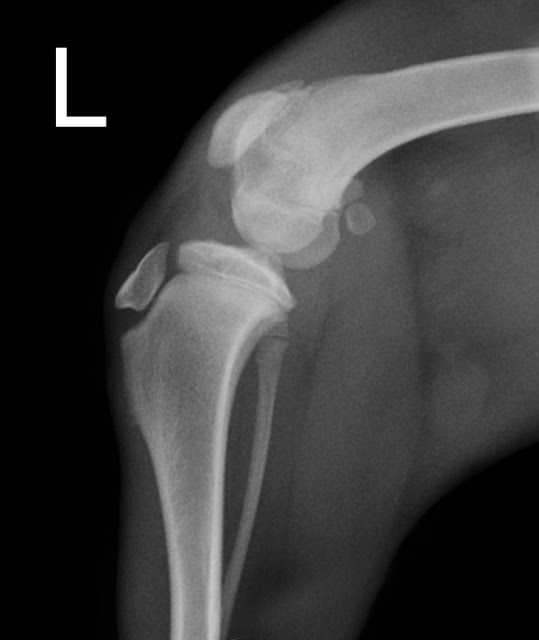 ARTROVET: Luxación lateral de rótula