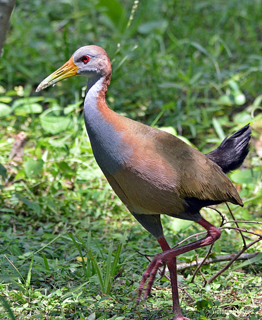 Observando aves: Ipacaá