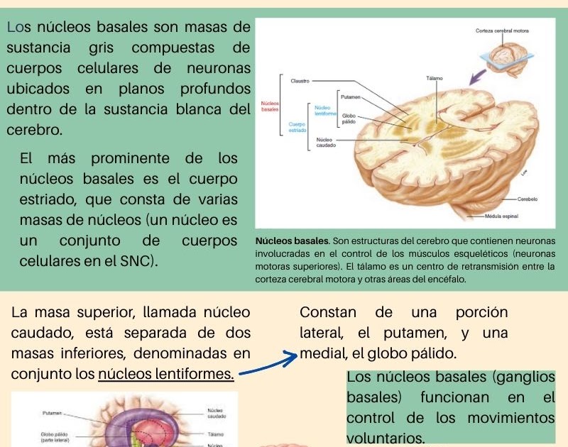 Circuito motor y núcleos basales