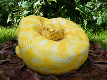 Albino Burmese Python Cake | Cre8tivFacts
