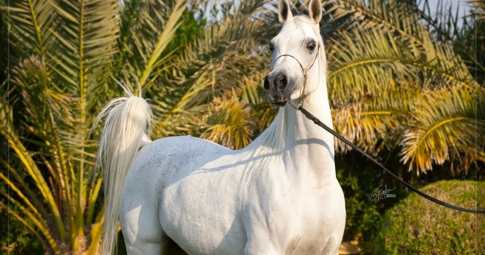 all for the love of a horse...: Azhaar Ezzain