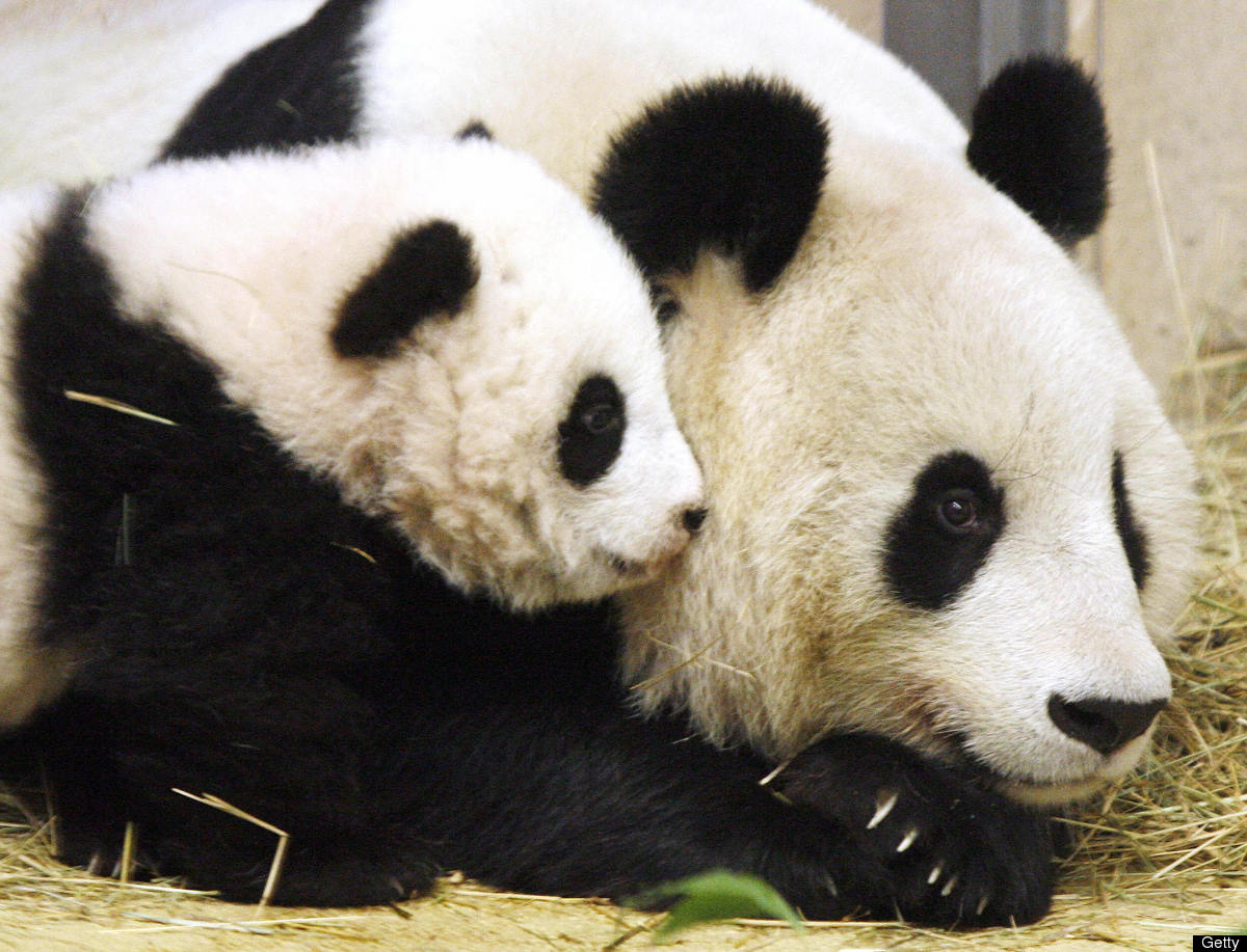 White Wolf : France's Beauval Zoo To Recycle Panda Poop, Turn Animal ...