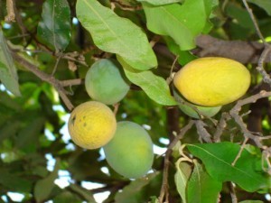 Oitis -Arvores de Oiti: Um pe de Que? OITI-DA-PRAIA, GUAILI, OITI-CAGÃO ...