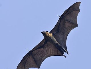 Impian: CIRI PERBEZAAN KELUANG DENGAN KELAWAR