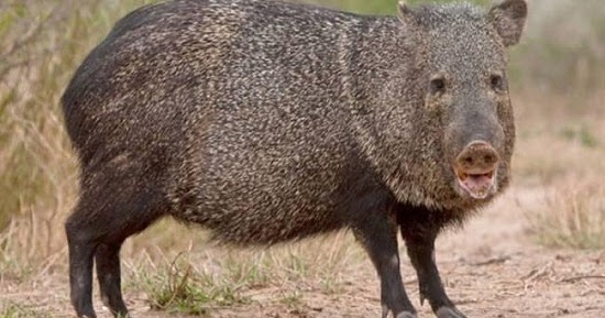 Historias y algo mas...: Báquiro de Collar