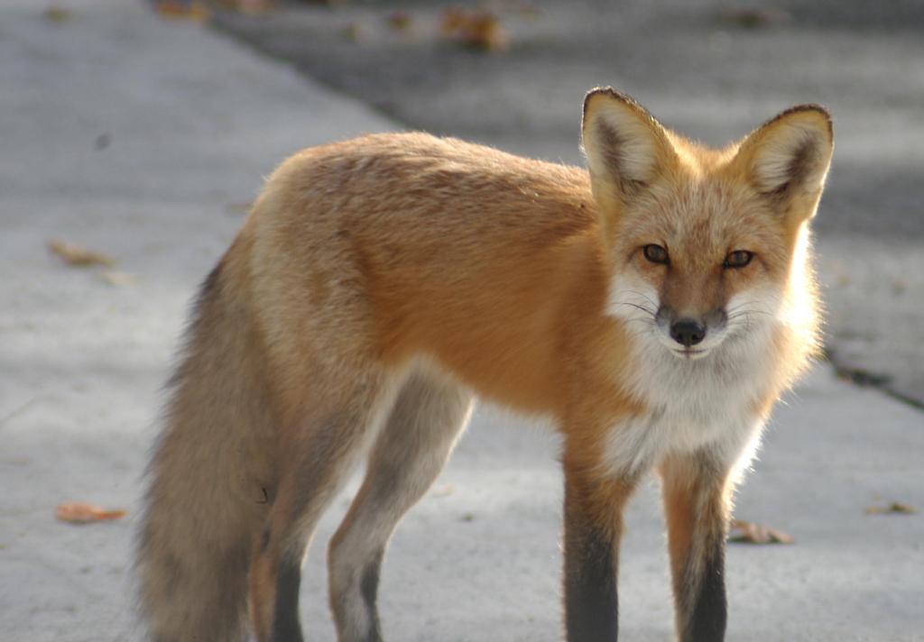 Ohio Birds and Biodiversity: Some very foxy photos