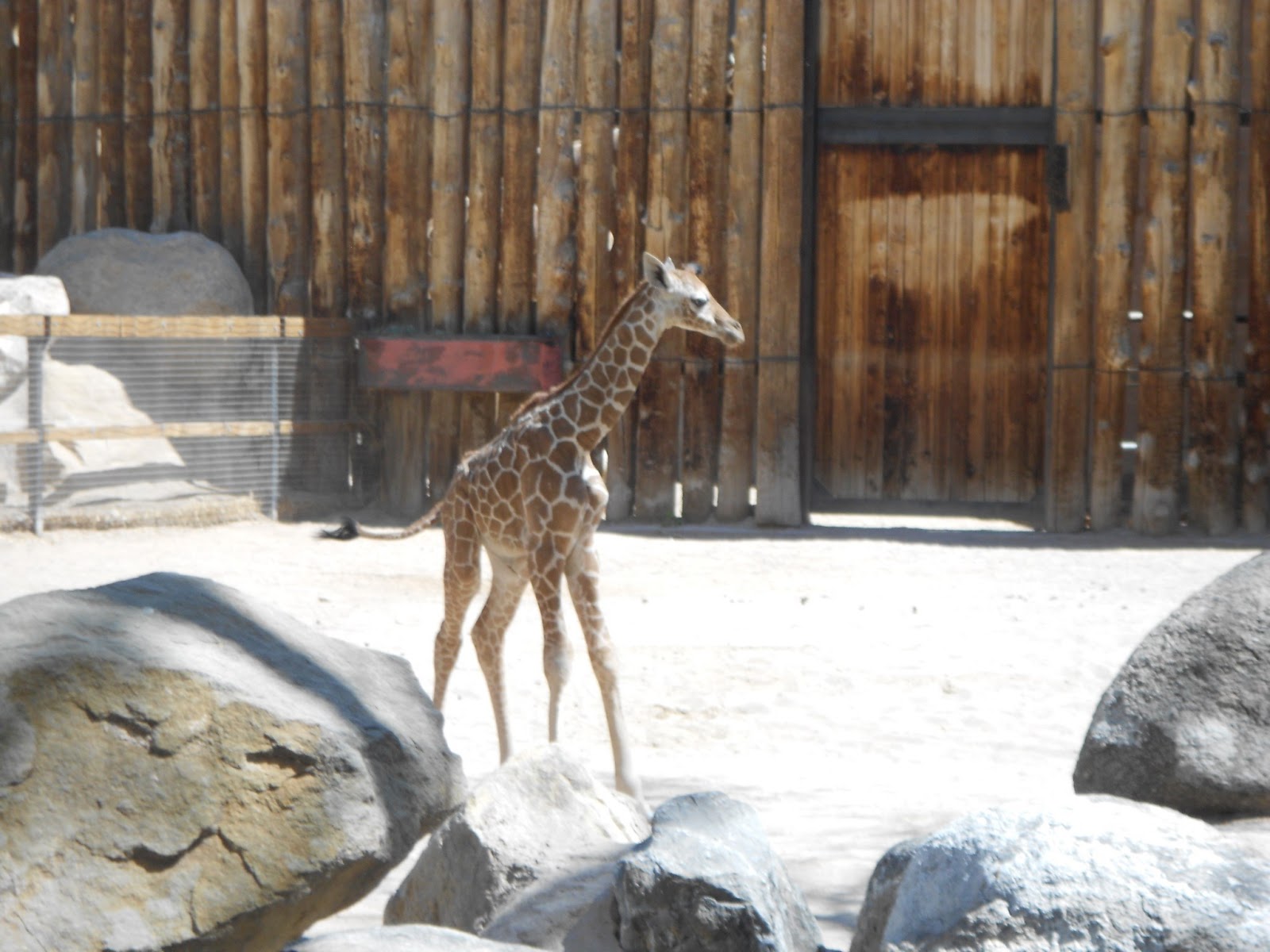 Hall's America Experience: Day at the Albuquerque Zoo