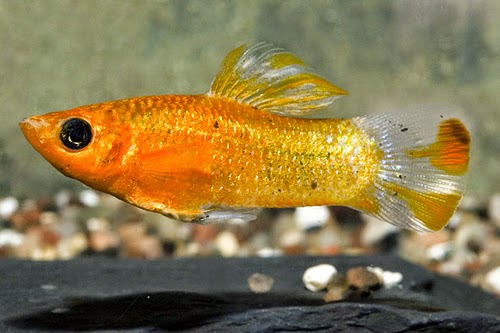 MOLLY FISH photos - wallpapers | the fun bank