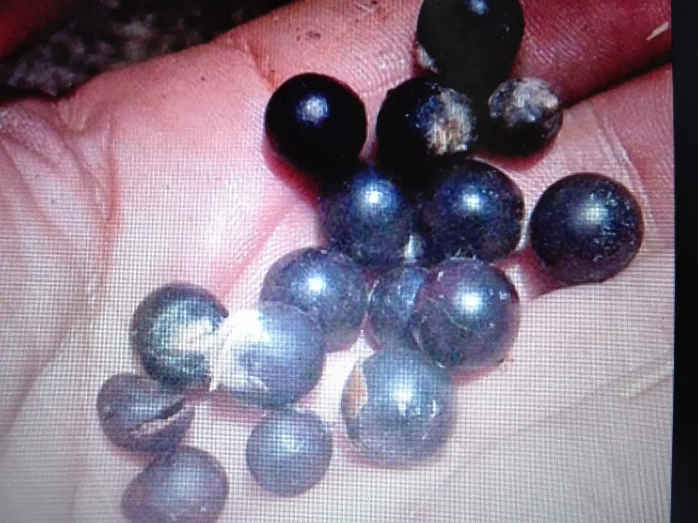 VIVENCIAS LLANERAS DEL ABUELO: La Parapara