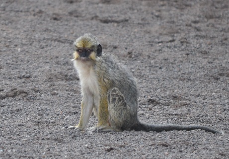ZOOTOGRAFIANDO (6.100 ANIMALS): TALAPOIN NORTEÑO / NORTHERN TALAPOIN ...
