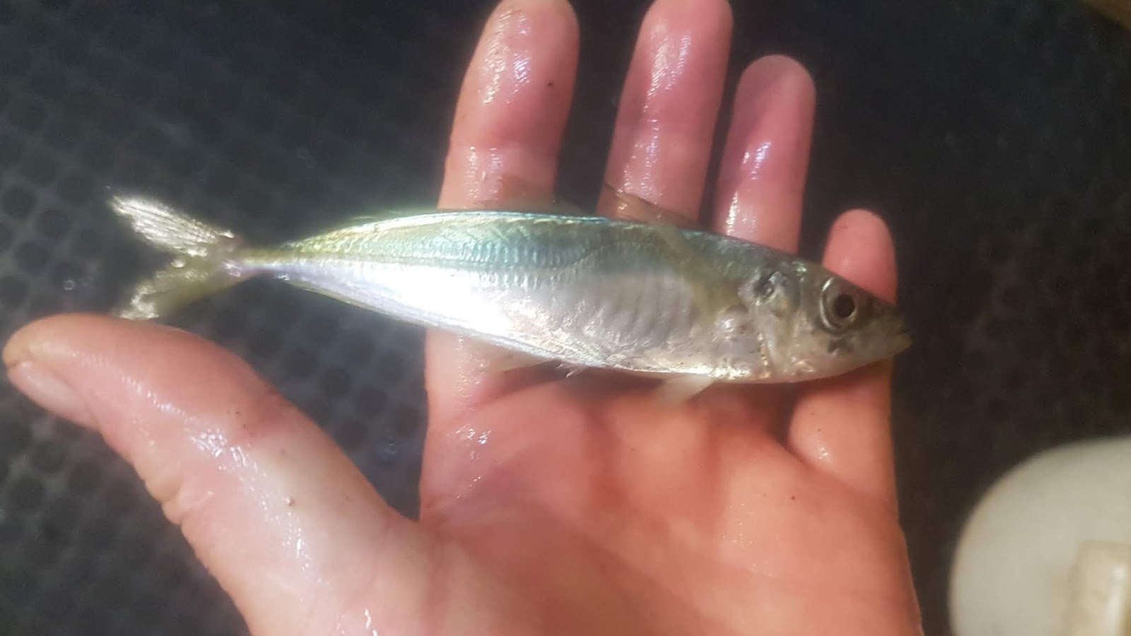 El Mar Argentino Maffeis Oscar: Peces y mamiferos.