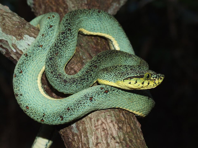 Biogil: CURIOSIDADES SOBRE AS COBRAS