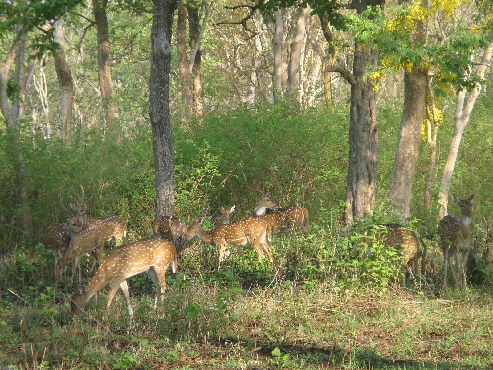 TOUR CORNER: WAYANAD Wildlife Sanctuary