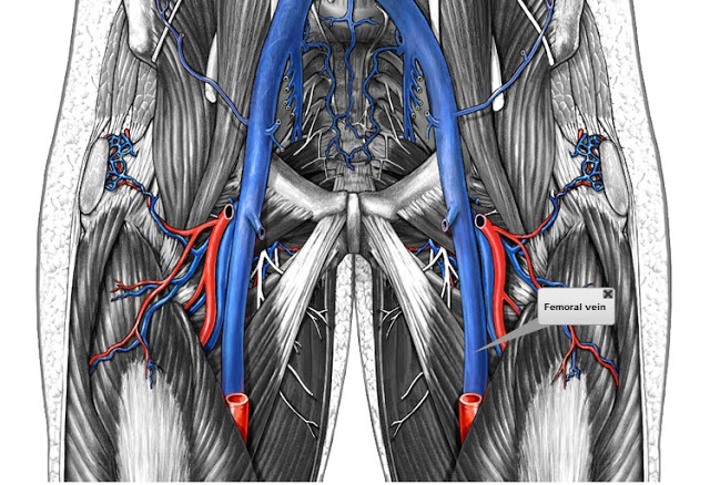 Anthró̱pina Systi̱máto̱n tou Só̱matos: Practica 1