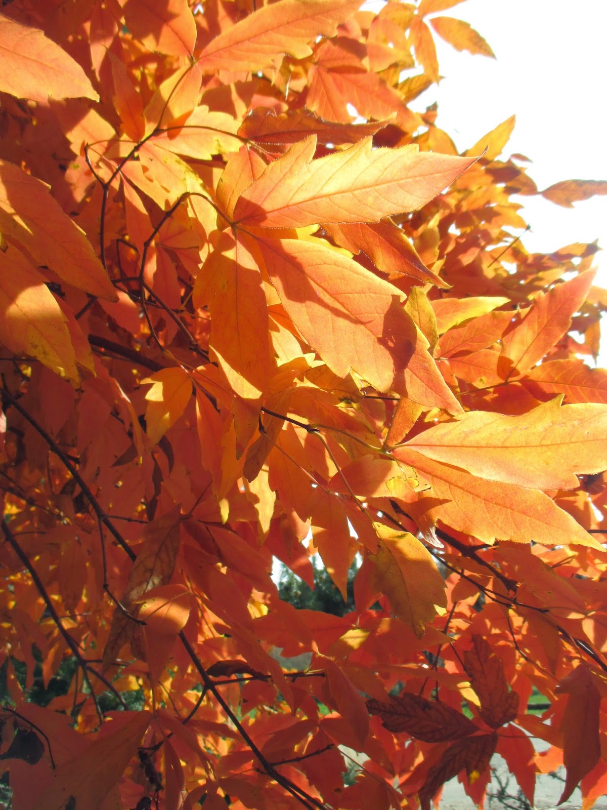 Three-Flower Maple (Acer triflorum) | Rotary Botanical Gardens