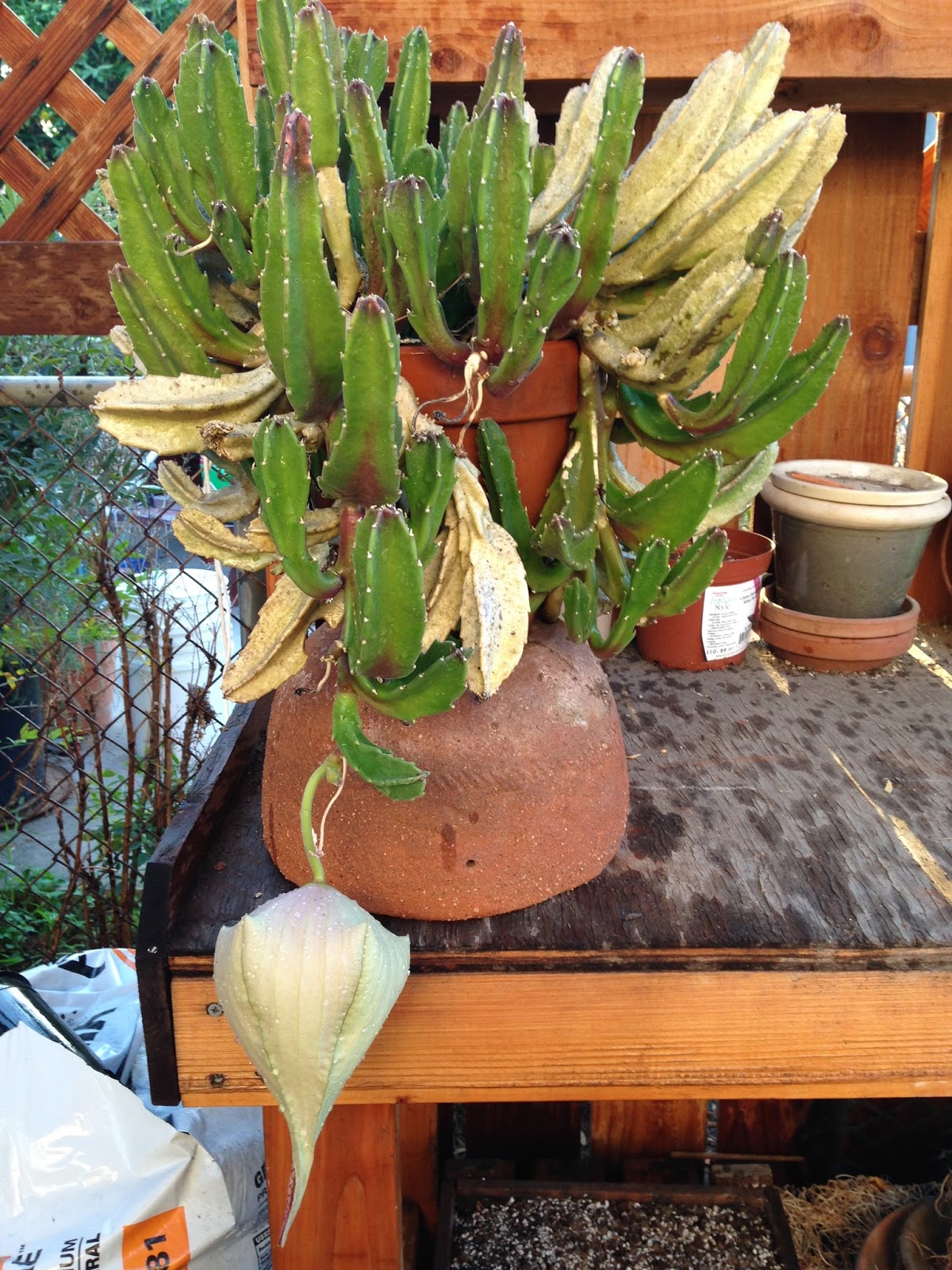 Charleville Gardens: Growing Stapelia gigantea
