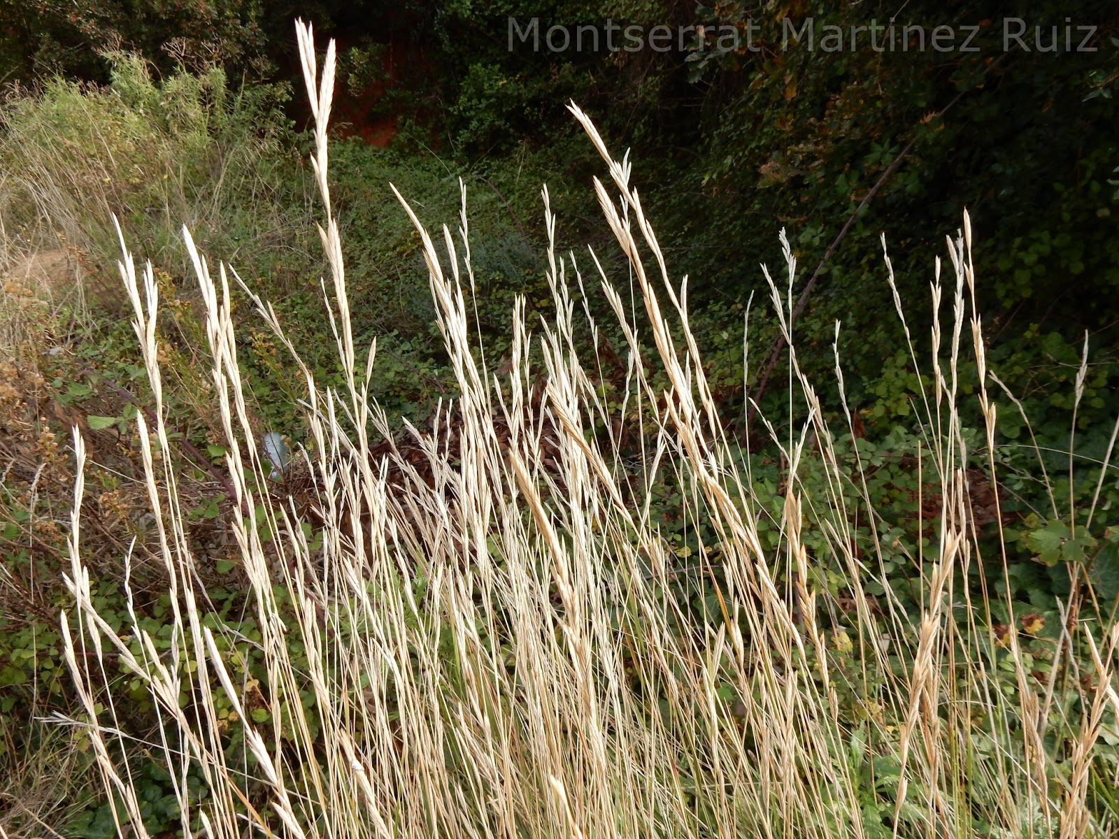 BROZA BASTA - BOTÀNIC SERRAT