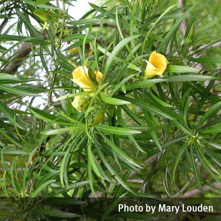 Gnanasuriabahavan Academy: கஸ்தூரி அரளி ஒரு மூலிகை மரம் - KASTHURI ...