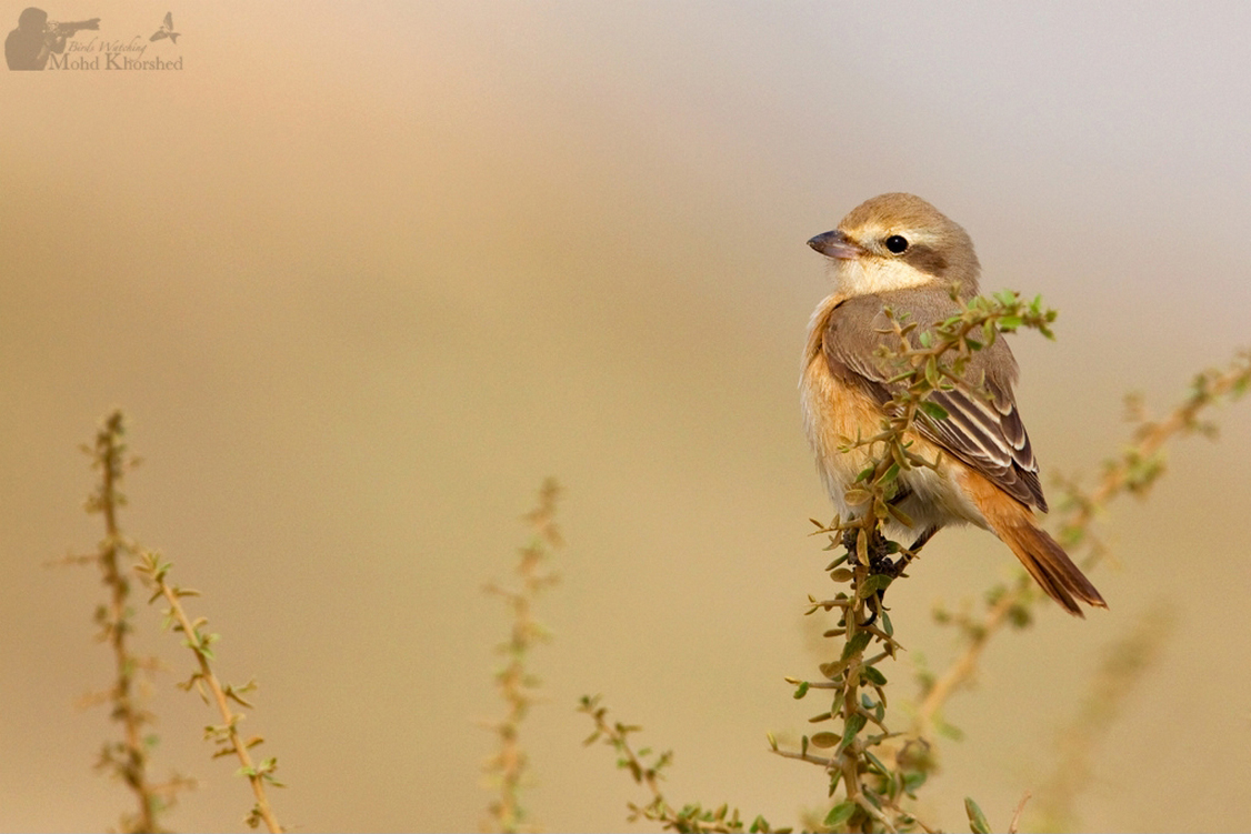 Burung Cendet - Long-Tailed Shrike (Lanius schach) - Ryan Maigan Birds