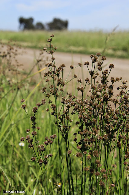 Argentina nativa: Junquillo (Juncus pallescens)