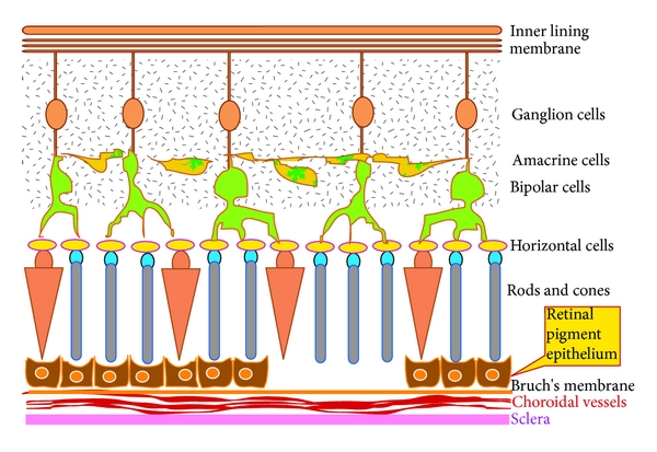 La Mitocondria: Nuestros tejidos VI: Tejidos epiteliales (epitelio ...