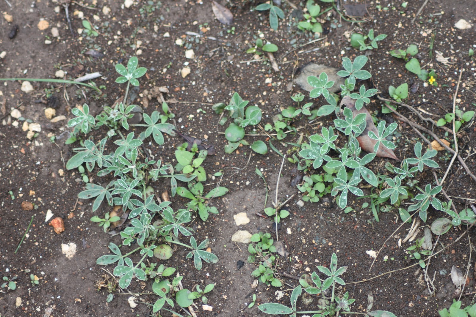 Rock-Oak-Deer: Growing Texas Bluebonnets from Seed