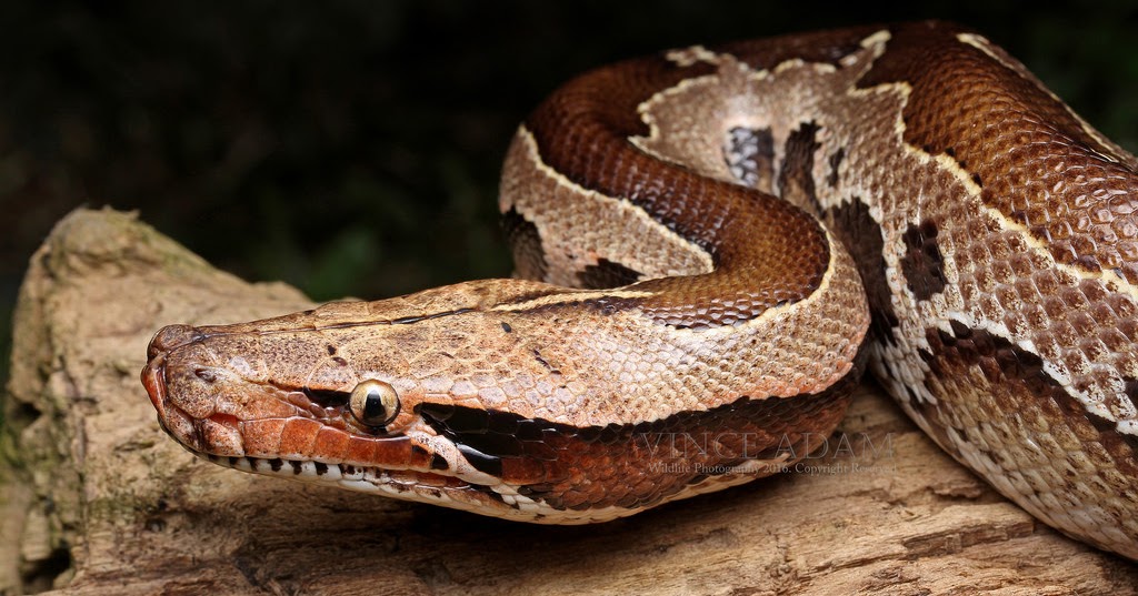 Ular Asli Indonesia: Python breitensteini