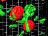 Mis Publicaciones Recientes: Las bacteriabots contra los tumores ...