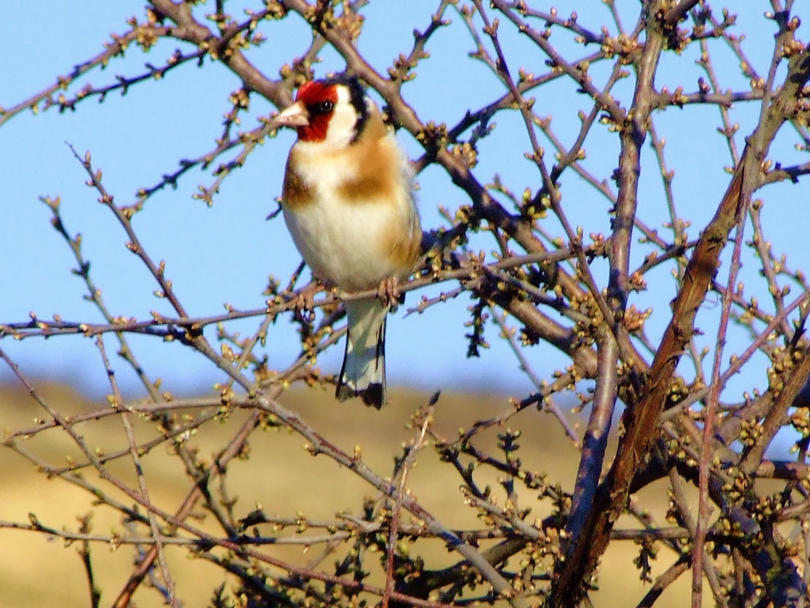 Lumea vieţuitoarelor: Sticlete mare (Carduelis carduelis )