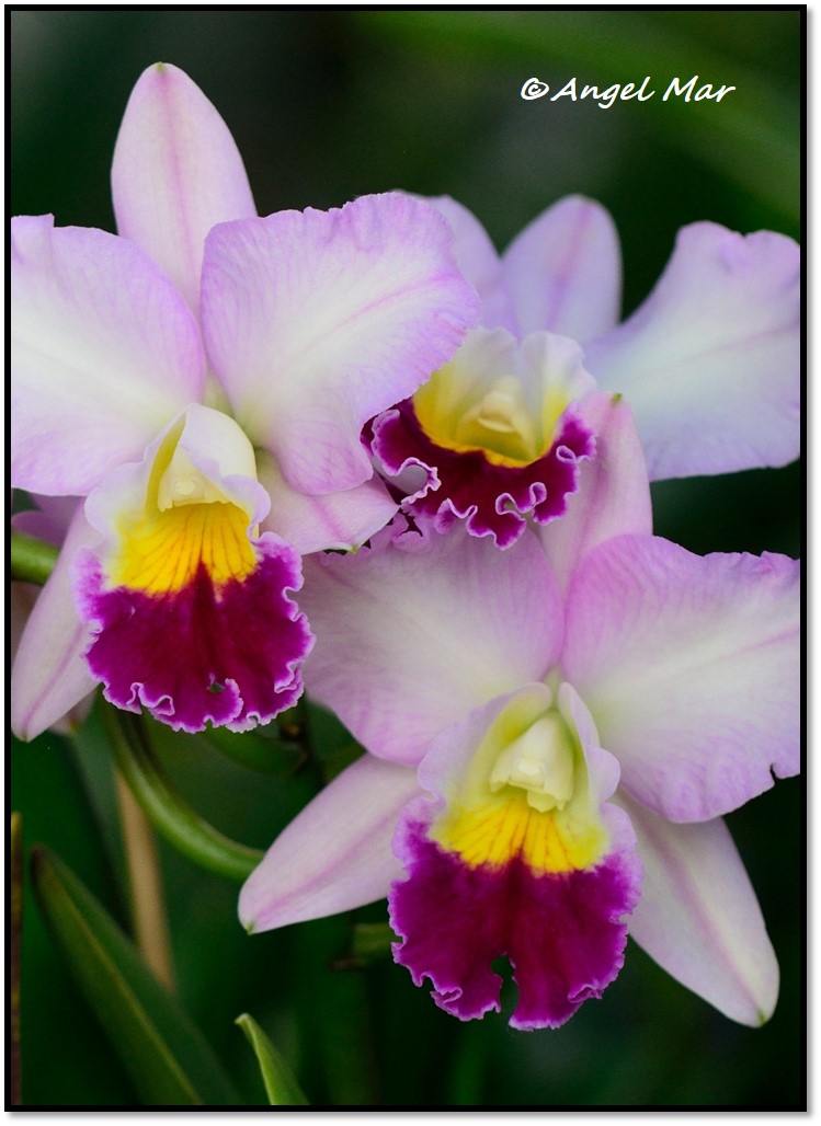 Orquídeas Blog de Angel Mar: Maravillosas Cattleyas - Wonderful Cattleyas